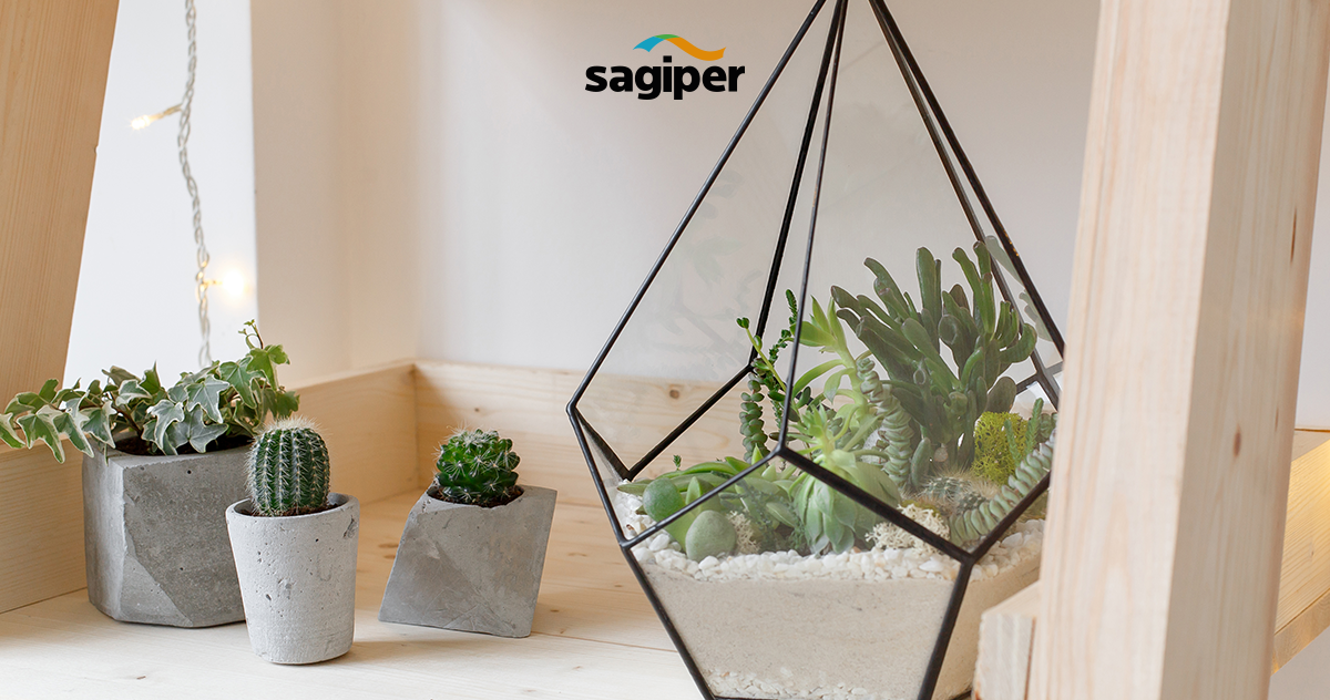 Cacti at home - SAGIPER