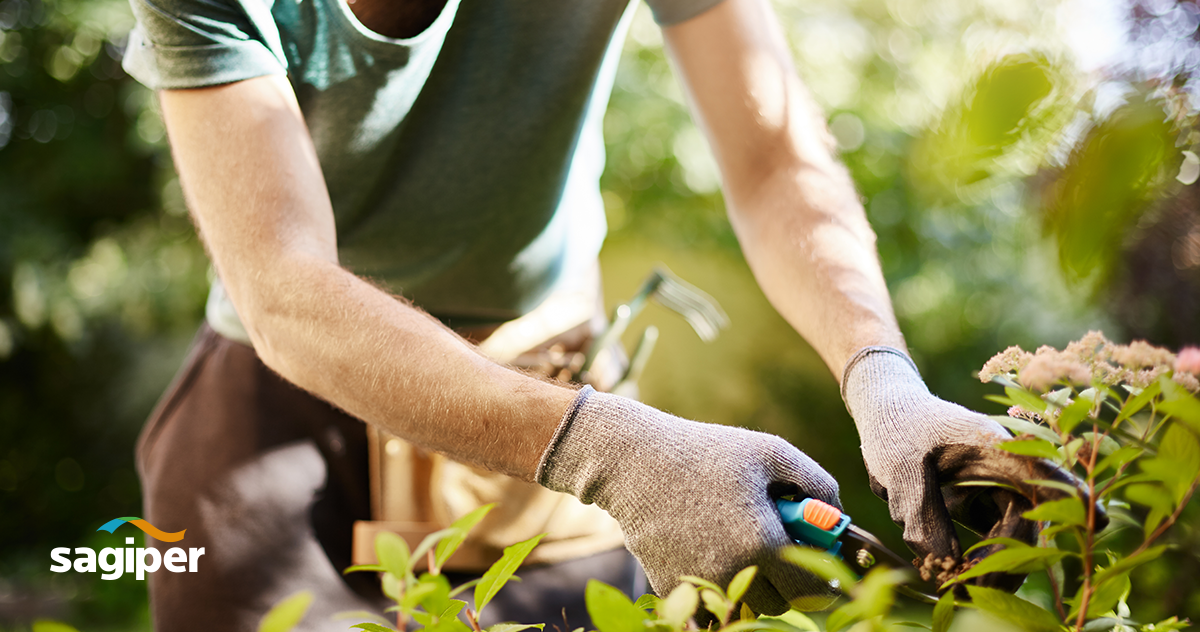 What are invasive plants? - SAGIPER